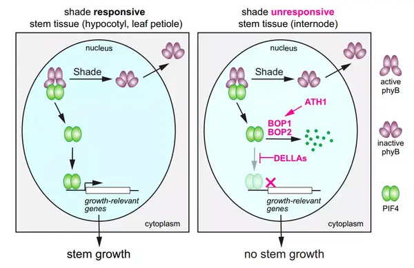 PNAS | ATH1、PIF4和DELLA协同调控拟南芥的株型 - 知乎