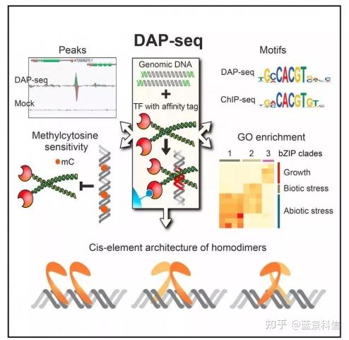 DAP-seq技术助力转录因子研究 - 知乎