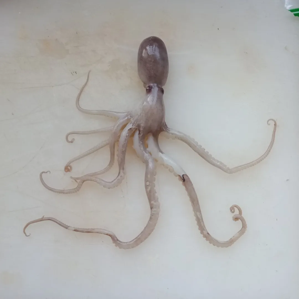 October和Octopus有什么关系？（作者：暮晖熠熠） - 知乎