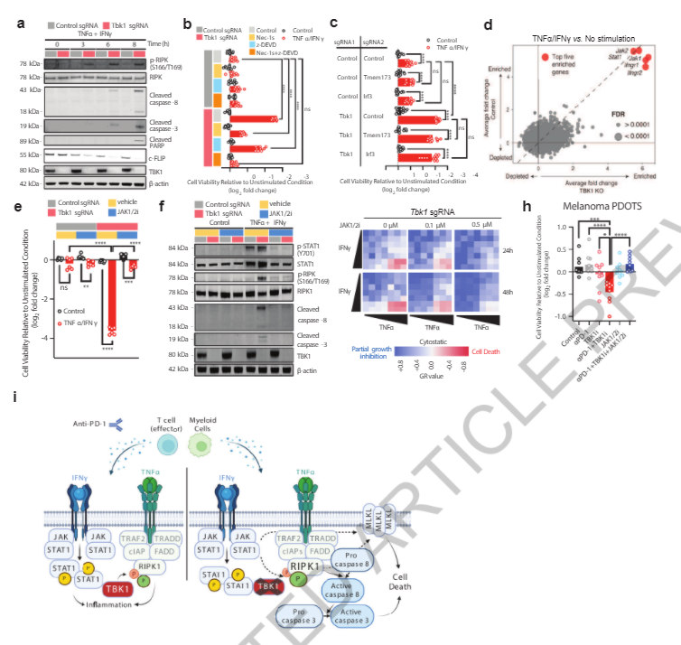 Nature | 靶向TBK1克服免疫疗法耐药性 - 知乎