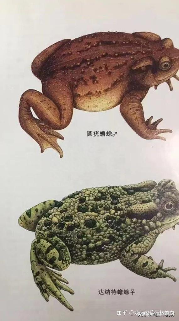 国家野生动物保护资料:我国常见蟾蜍品种分布、体长和生物学特性 - 知乎