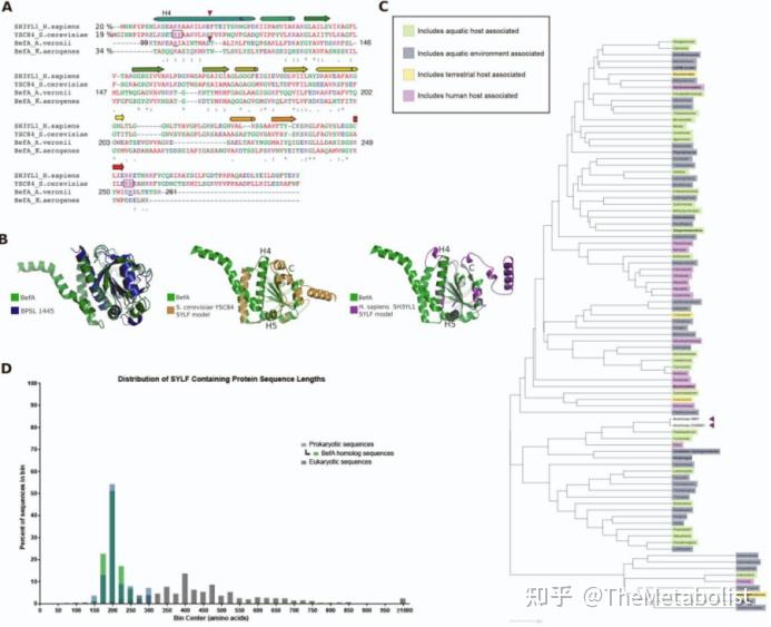 代谢学人--Cell Metabolism：肠菌分泌BefA来和β-cell说说话 - 知乎