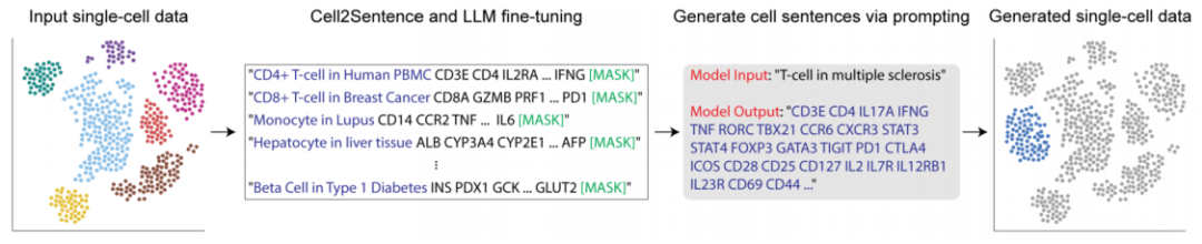ICML 2024 | Cell2Sentence: 教会大语言模型生物语言 - 知乎