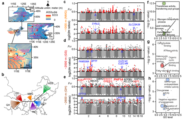 BMC Biol | 中科院动物所杜卫国/周旭明团队合作探讨丽斑麻蜥高原适应的基因组变异 - 知乎