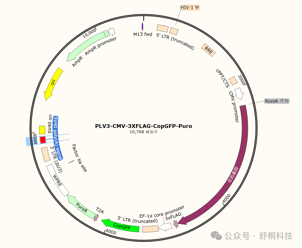 质粒构建中的Kozak和 PolyA 序列：基因表达的关键参与者 - 知乎