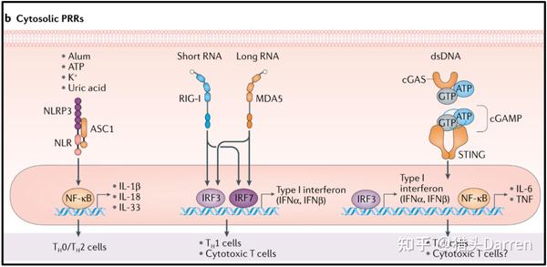抗原结构设计、佐剂分析 - 知乎