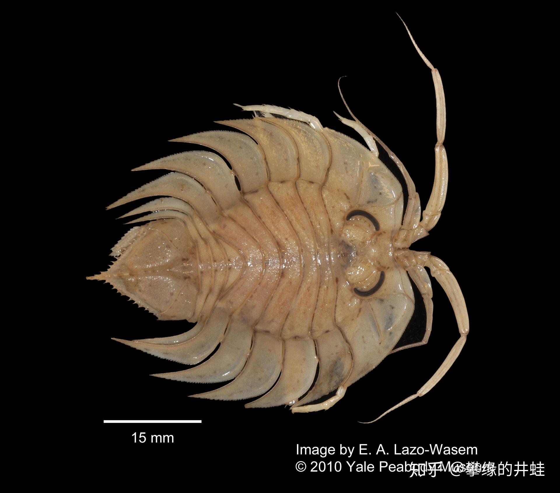 【地球演义】姗姗来迟 - 知乎