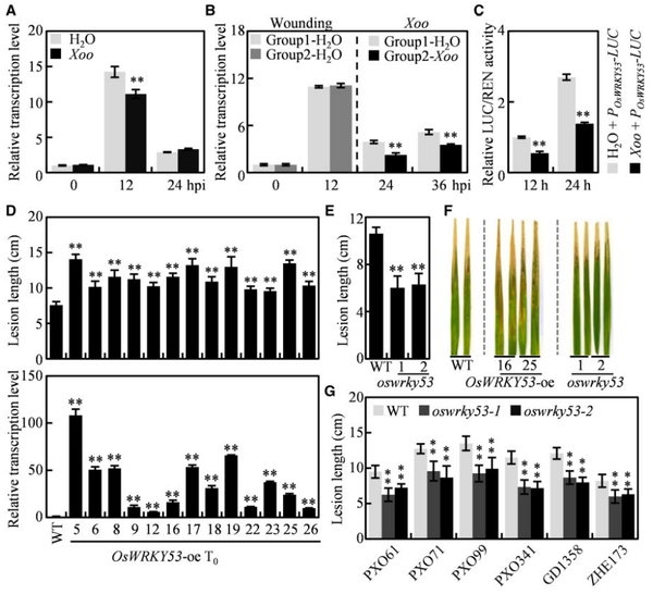 转录因子研究套路（三） - 知乎