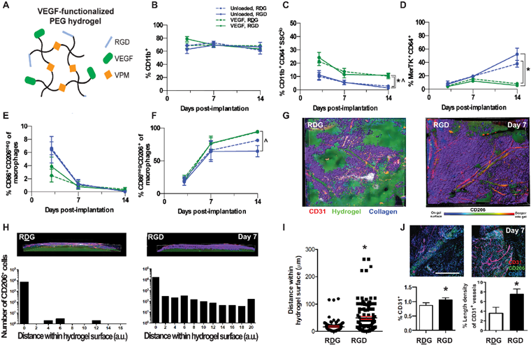 《Science Advances》分析对工程RGD肽/聚乙二醇水凝胶的免疫反应！ - 知乎