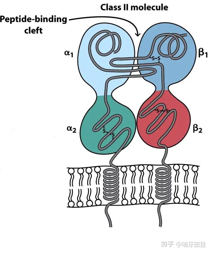 抗原呈递与MHC复合物 - 知乎