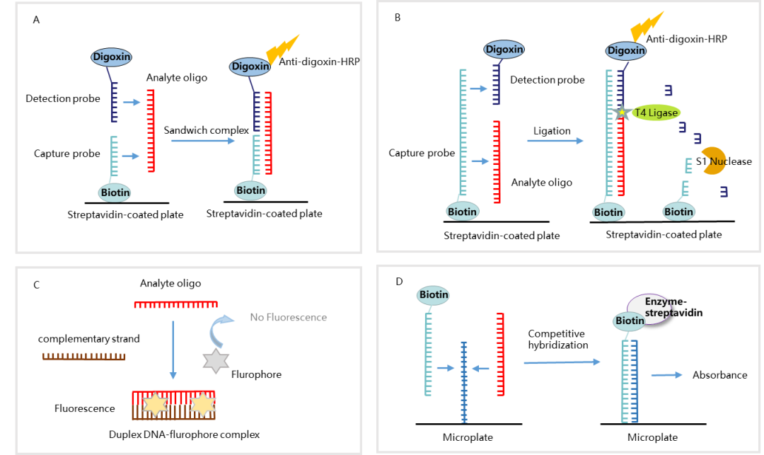 生物分析 | Hybrid-ELISA 在寡核苷酸药物生物分析中的应用 - 知乎