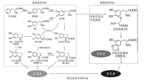 黑色素是怎么生成的？怎么减少黑色素产生？ 知乎