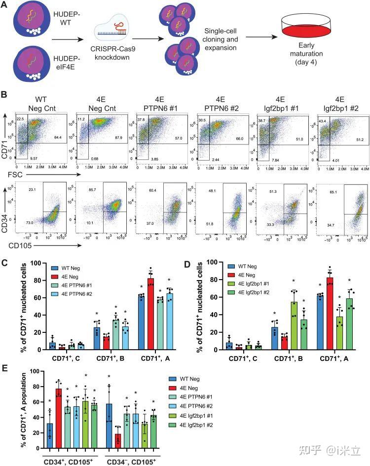 IF:13.6|一种独特的翻译程序调控红细胞的命运!|Science Advances elF4E通过调控独特翻译程序控制 - 知乎