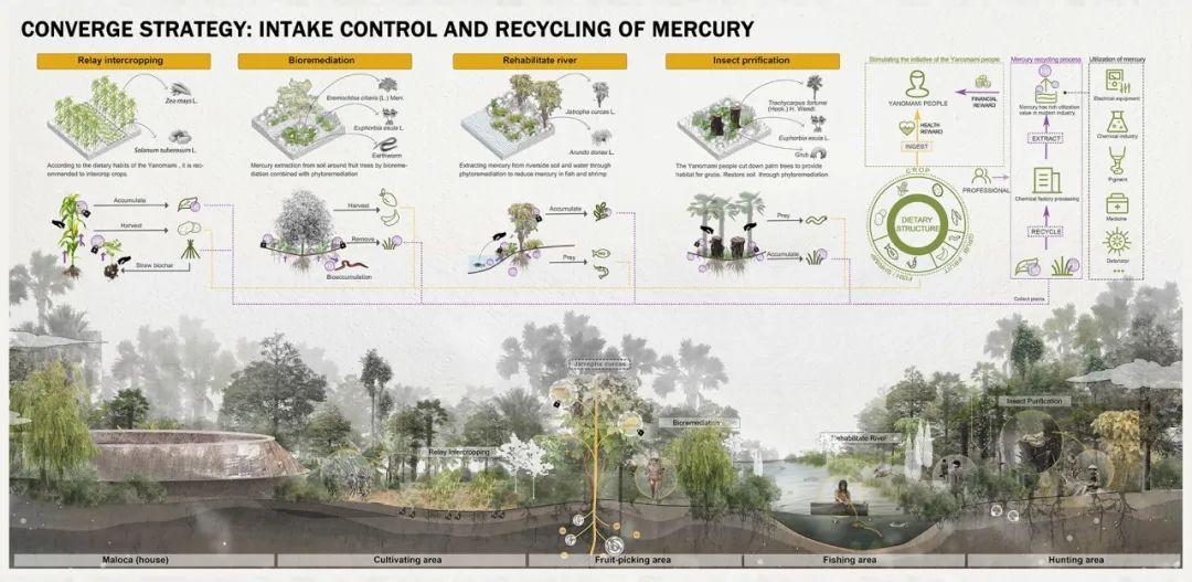 ASLA学生最高奖作品解读！恢复雅诺马米人的权利：汞管理的植物矩阵 - 知乎