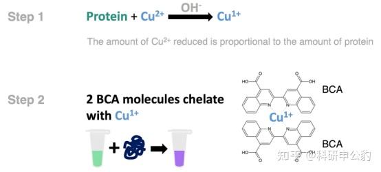 【ELISA攻略】ELISA实验前，组织样本为什么要测BCA？不测行不行？ - 知乎