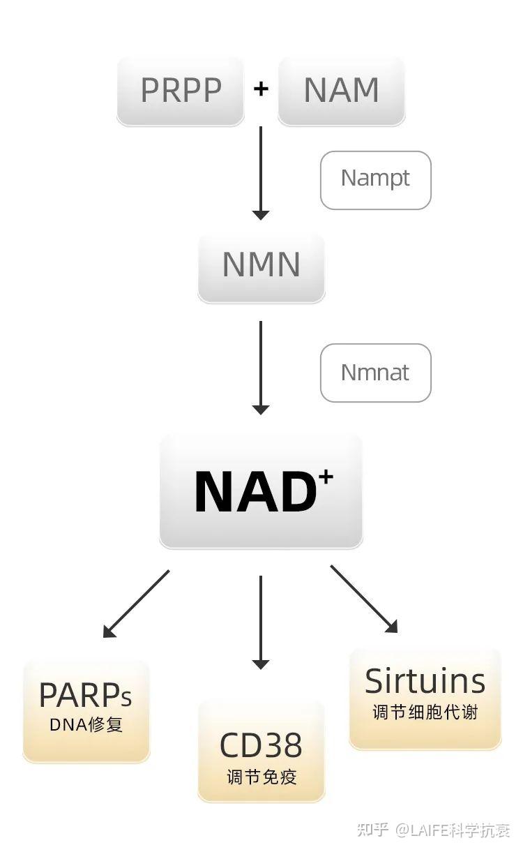抗衰“老网红”，NAD+跟你的生命有关 - 知乎