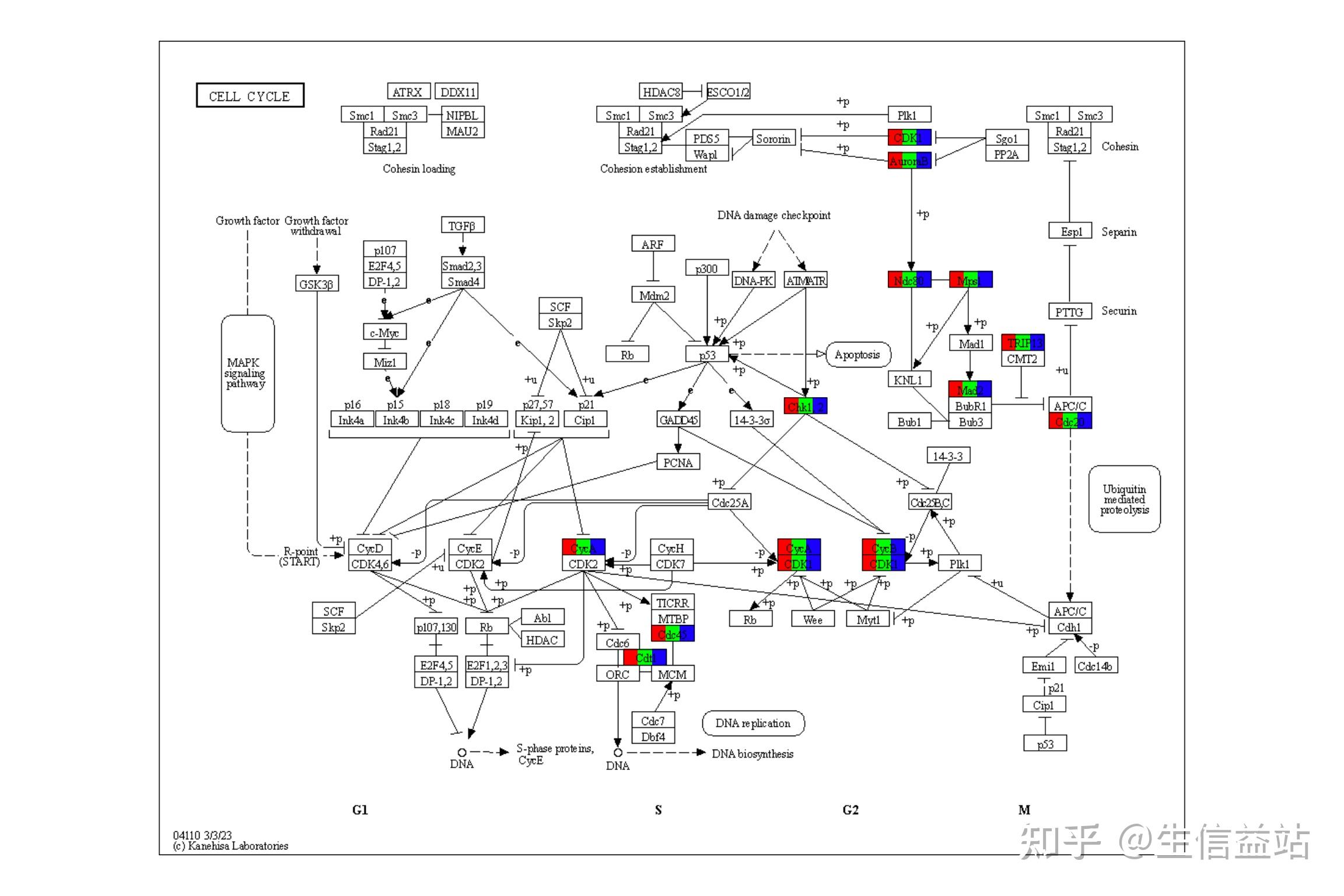 玩转KEGG (三)——遥遥领先pathview！ ggkegg可视化KEGG通路、模块与网络 - 知乎