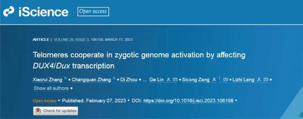 iScience︱中信湘雅林戈/冷丽智/曾思聪团队发现端粒参与了早期胚胎合子基因组激活 - 知乎