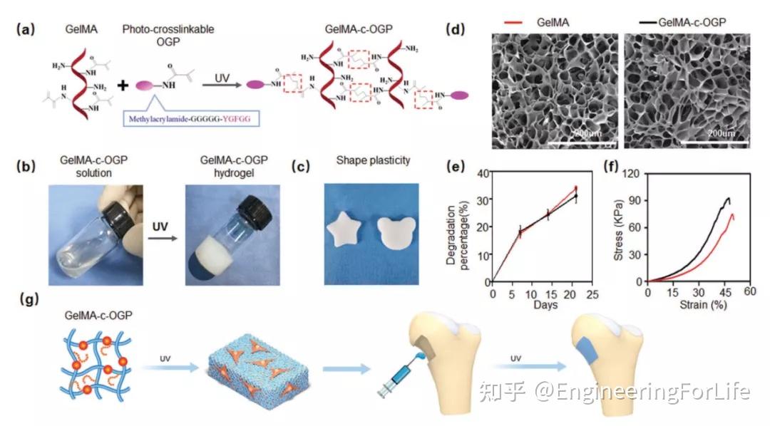 AHM: GelMA+骨生长肽共交联水凝胶用于骨再生 - 知乎