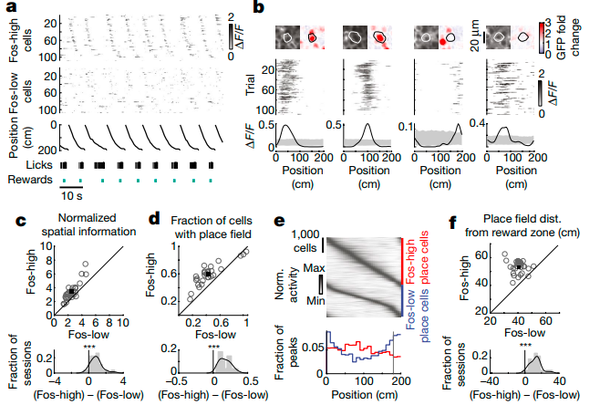Nature新研究：进一步挖掘海马参与空间信息和情境记忆编码的新机制——聚焦Fos - 知乎