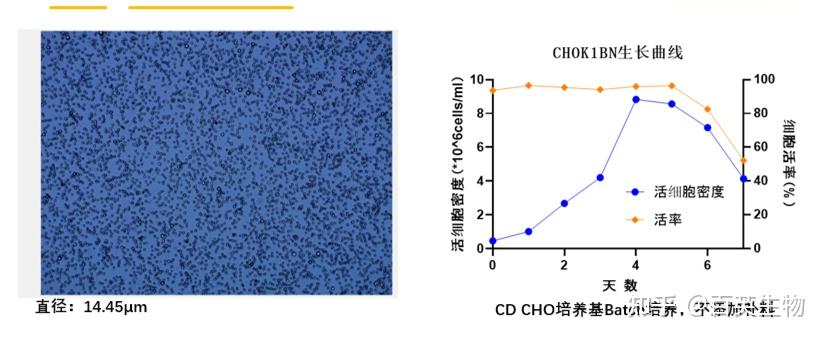 全球商业化亚授权的CHOK1BN宿主细胞，保证您申报无忧 - 知乎