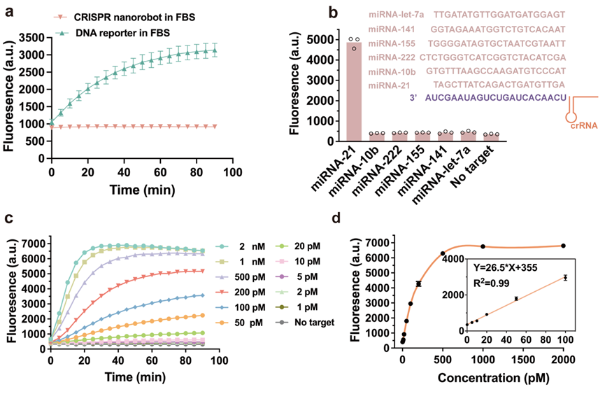 JACS封面 || RNA 激活的 CRISPR/Cas12a 纳米机器及其活细胞成像 - 知乎