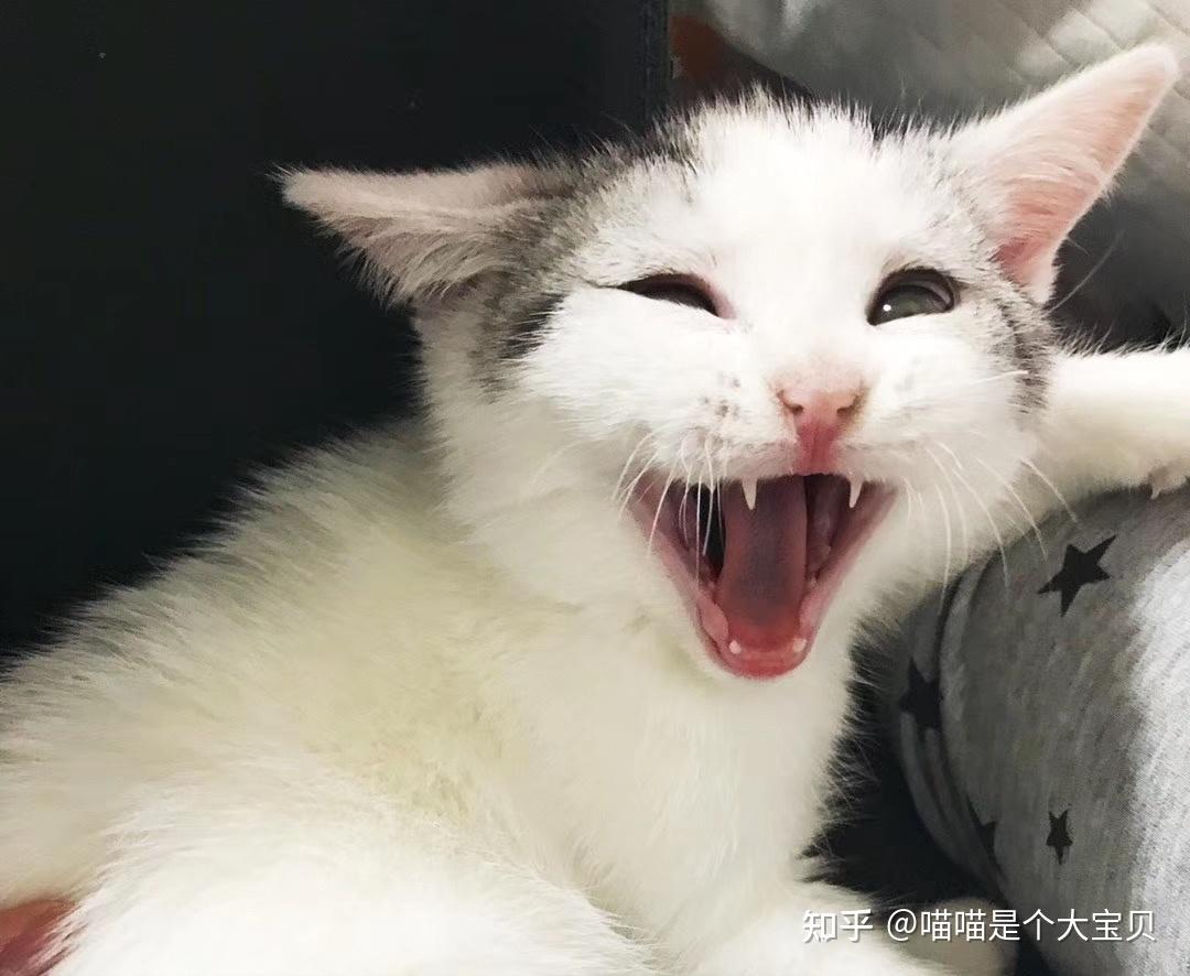 新手必看！猫咪“应激反应”有这些表现 - 知乎