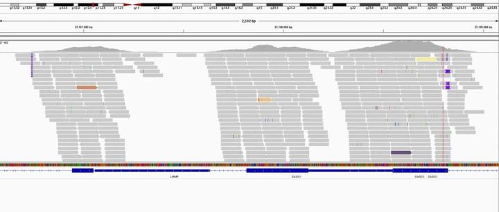 基因组浏览器IGV的安装和图形解读 - 知乎
