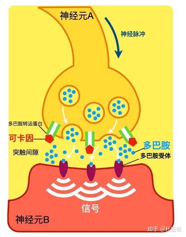 毒品是怎样让人上瘾的? 知乎