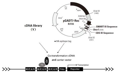 Y1HGold-pAbAi酵母单杂互作验证流程图 - 知乎