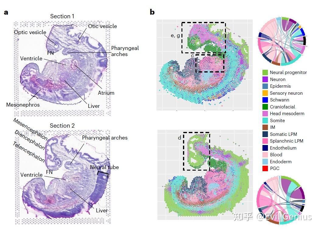 单细胞空间绘制人类胚胎器官发生时期细胞图谱 - 知乎