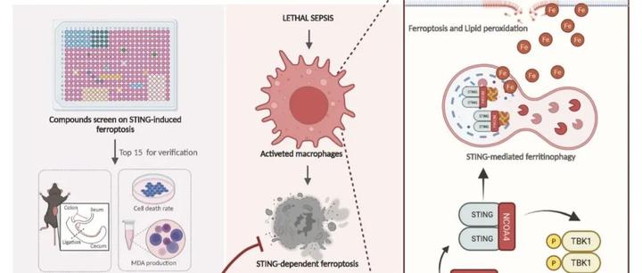 CDD丨STING 和 NCOA4 之间的相互作用通过调控巨噬细胞中的铁死亡和炎症反应加剧了脓毒症 - 知乎