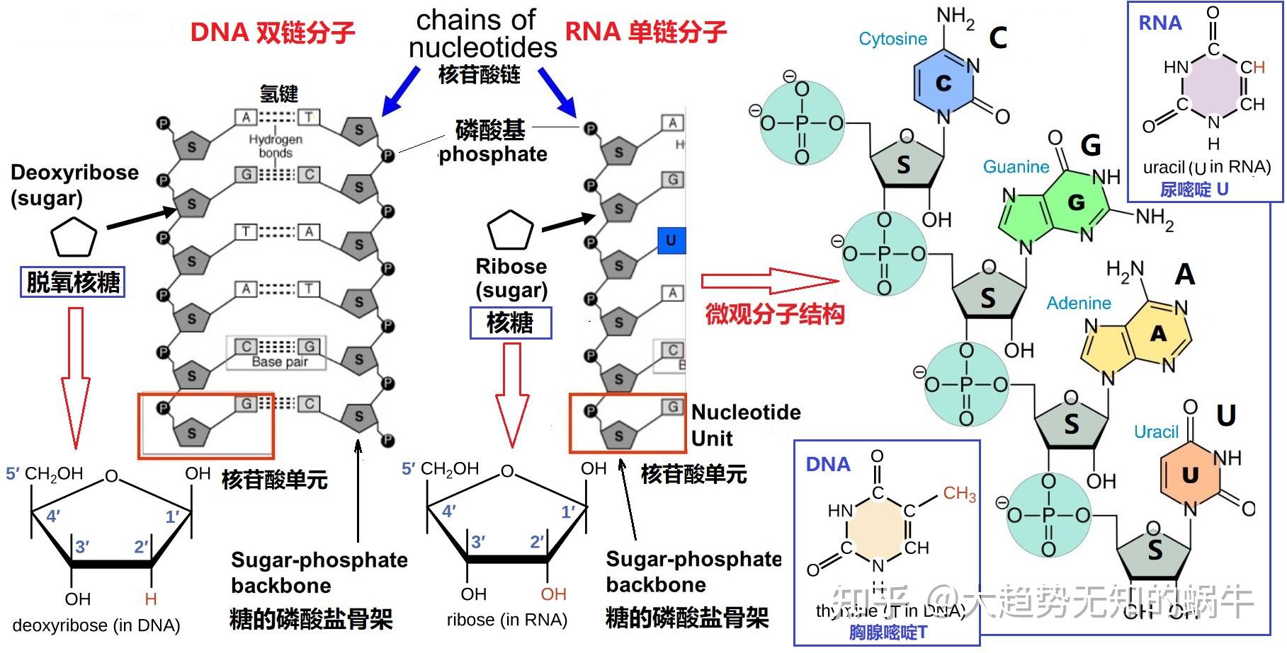 我们不知道答案的125个科学问题(64)RNA的功能 - 知乎