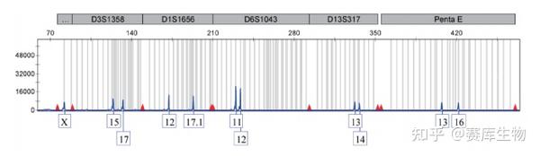 【赛库生物】带您详细了解细胞STR鉴定 - 知乎