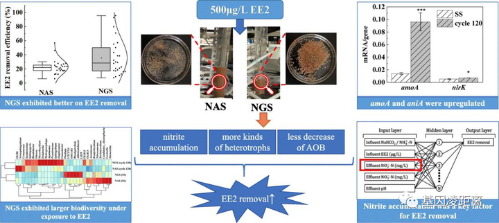 科研快报|影响因子7.963！全长16S测序检测硝化污泥颗粒去除EE2的微生物群落变化 - 知乎