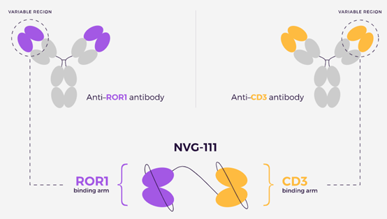 肿瘤免疫治疗新兴靶点ROR1：人源化ROR1小鼠模型助力相关药物筛选 - 知乎