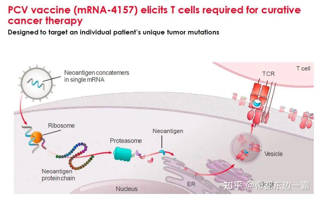 mRNA的初心：个体化肿瘤疫苗 - 知乎