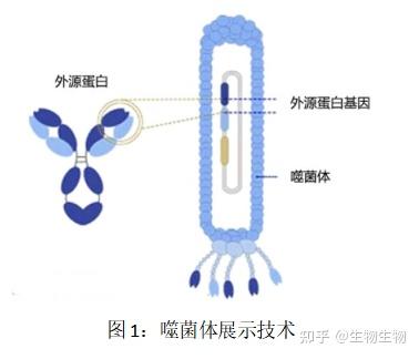 噬菌体展示文库构建全流程 - 知乎