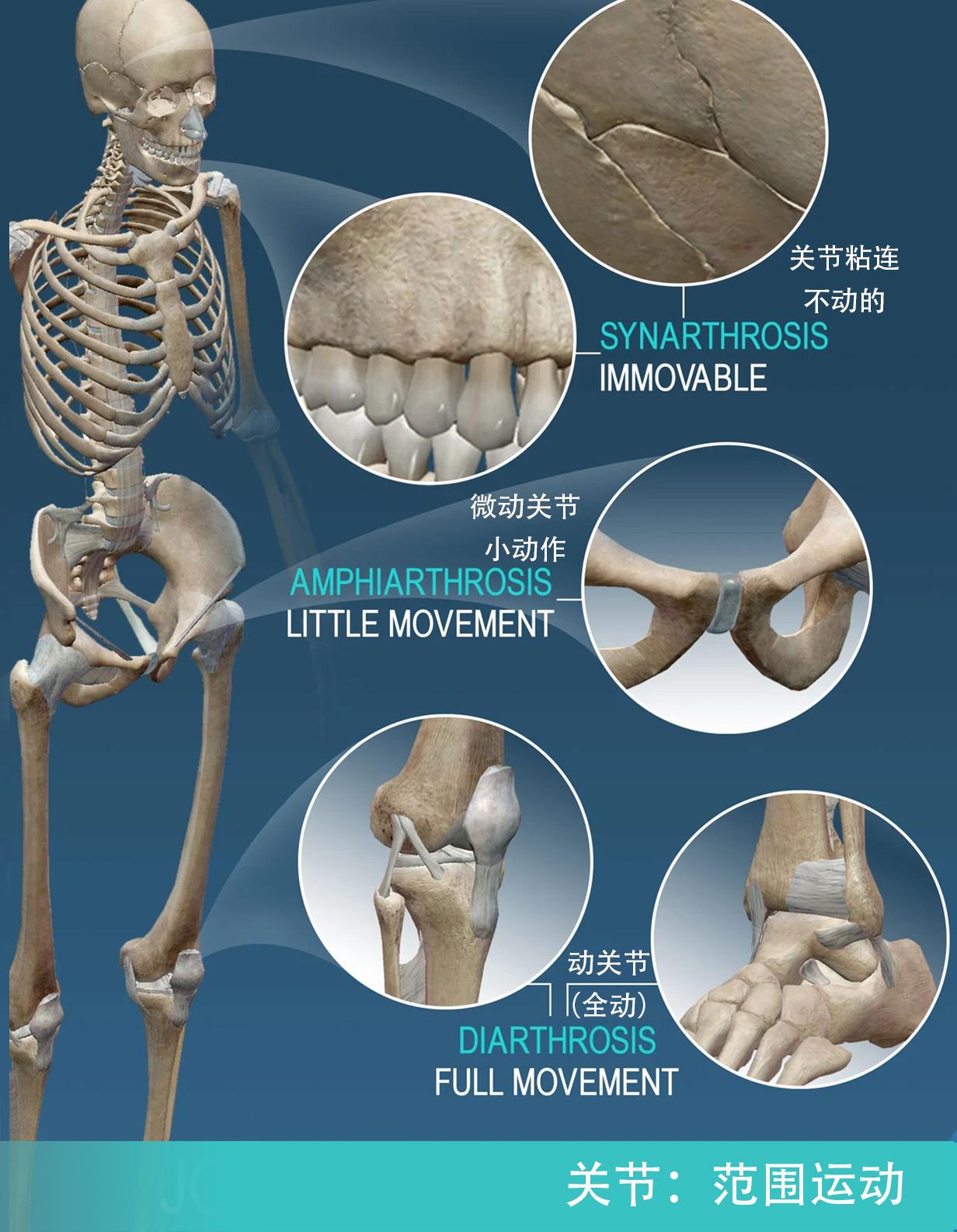 关节的结构及关节活动范围分类 - 知乎