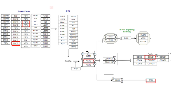 53- 1例CCND1/FGF4/FGF3/FGF19共扩增的肺鳞癌 - 知乎