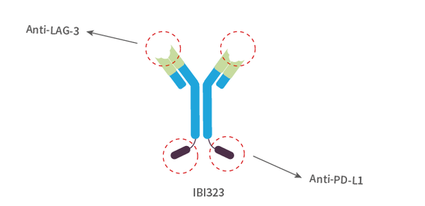LAG-3靶点机制和研究进展 - 知乎