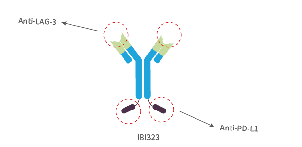 LAG-3靶点机制和研究进展 - 知乎
