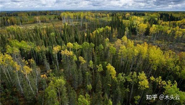 加拿大：种植20亿棵树计划提前 - 知乎