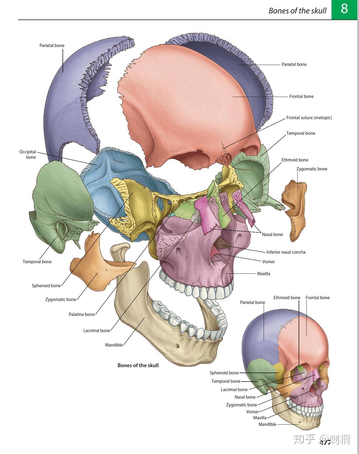 哪些解剖学图谱值得推荐？ - 知乎
