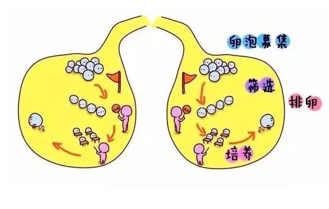 卵泡闭锁可以发生于任何发育阶段的卵泡,怎么让卵泡长得快? 知乎