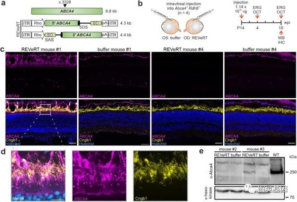 Nat Comm | 双AAV方法使基因编辑更加灵活 - 知乎