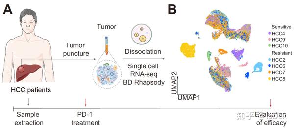 乐备实推荐|BD单细胞测序平台 助力肝癌顶刊 IF 25.7发现中性粒细胞与肝细胞癌（HCC）的免疫治疗耐药相关 - 知乎