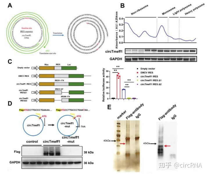 ADV SCI丨上海大学李进和肖俊杰团队解析环状RNA circTmeff1在肌肉萎缩中的机制，提供了全新的治疗靶点 - 知乎