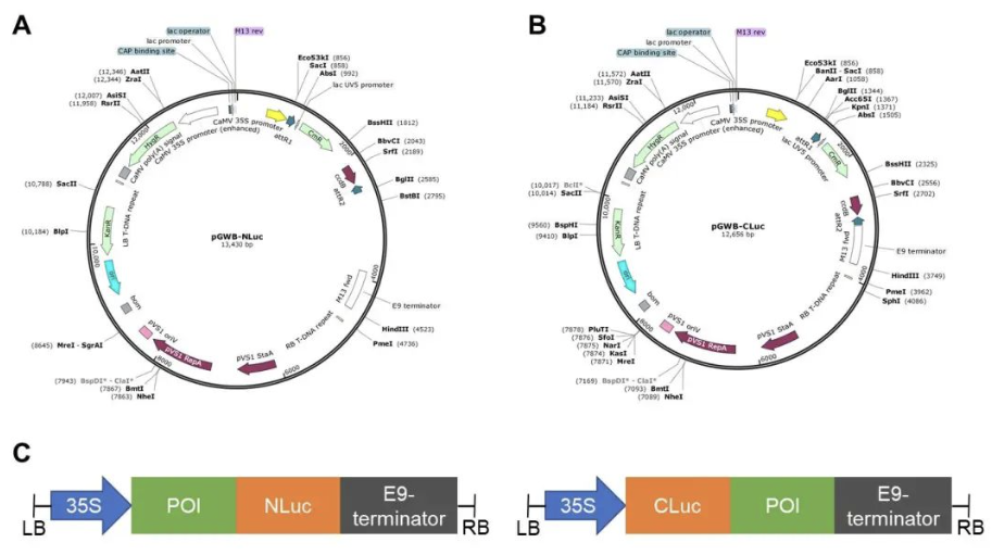 分裂荧光素酶互补成像研究本氏烟草中的蛋白质互作 - 知乎
