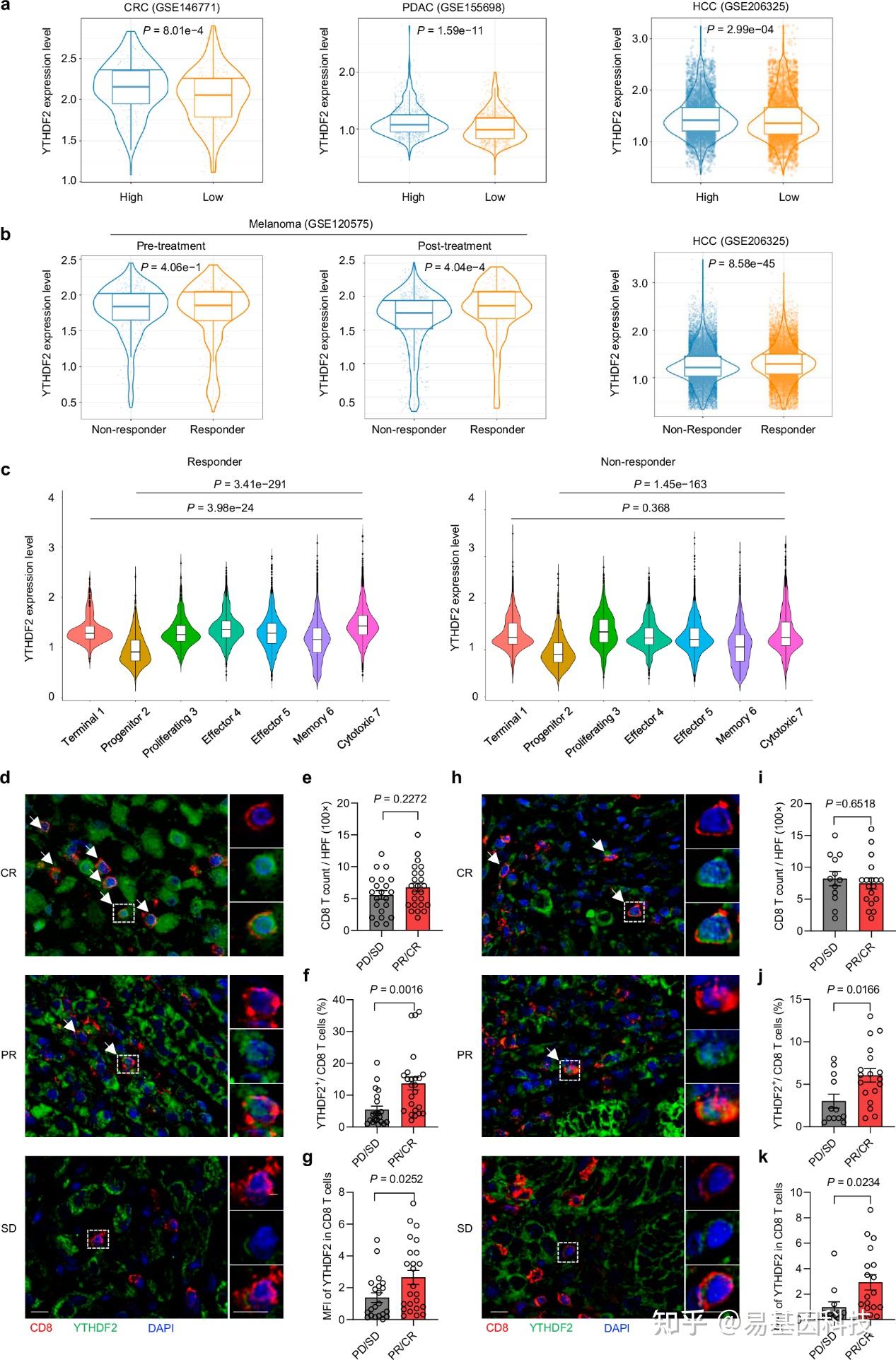 易基因： m6A-seq+RIP-seq+ATAC等揭示YTHDF2通过整合RNA与DNA表观组学调控T细胞抗肿瘤免疫多功能性｜NC - 深圳市易基因科技 - 博客园